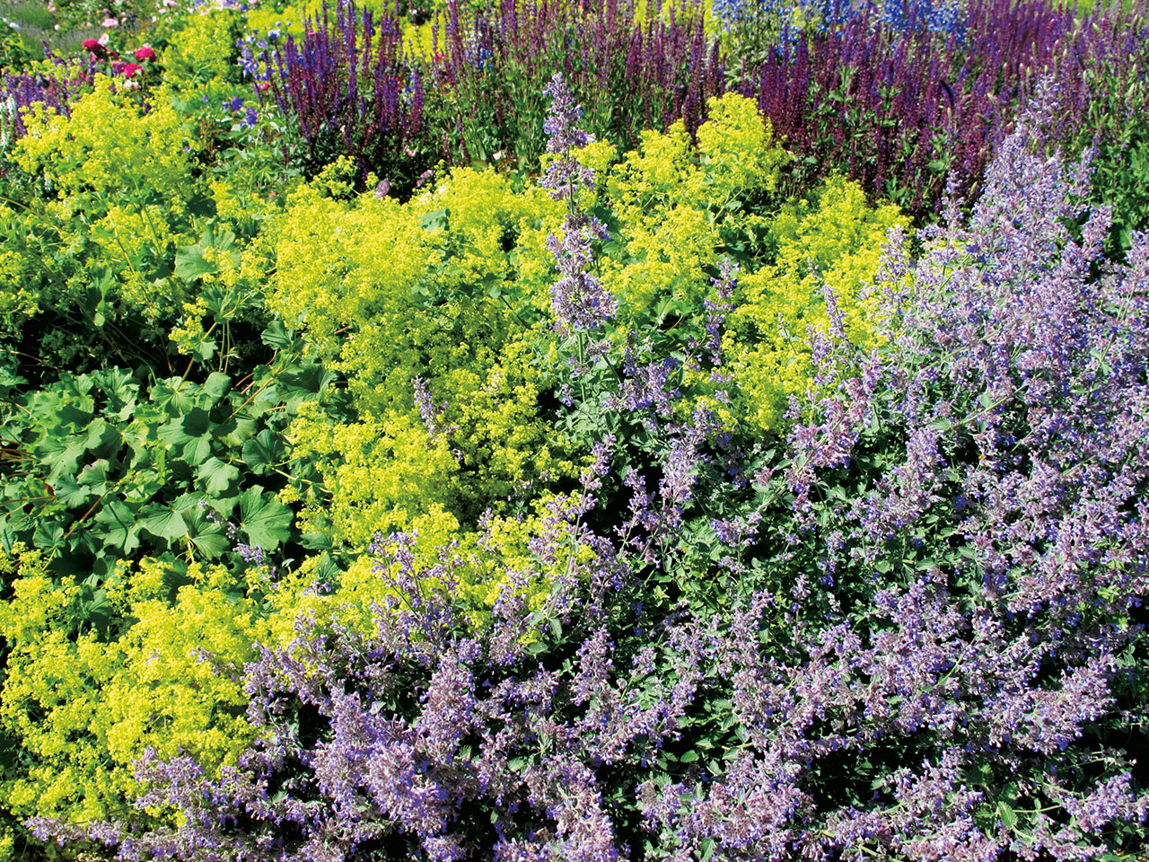 VRT: Medovite rastline - skandal24.si